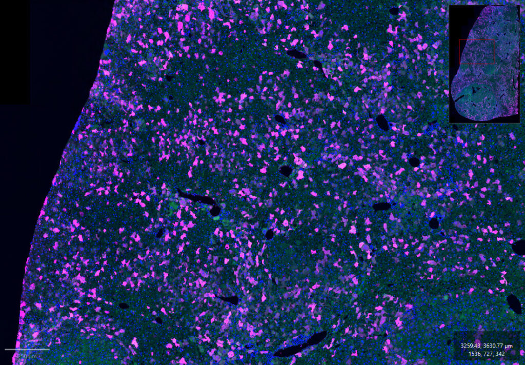 NEW AffiniPure® Rabbit Anti-GFP Antibodies from Jackson ImmunoResearch ...